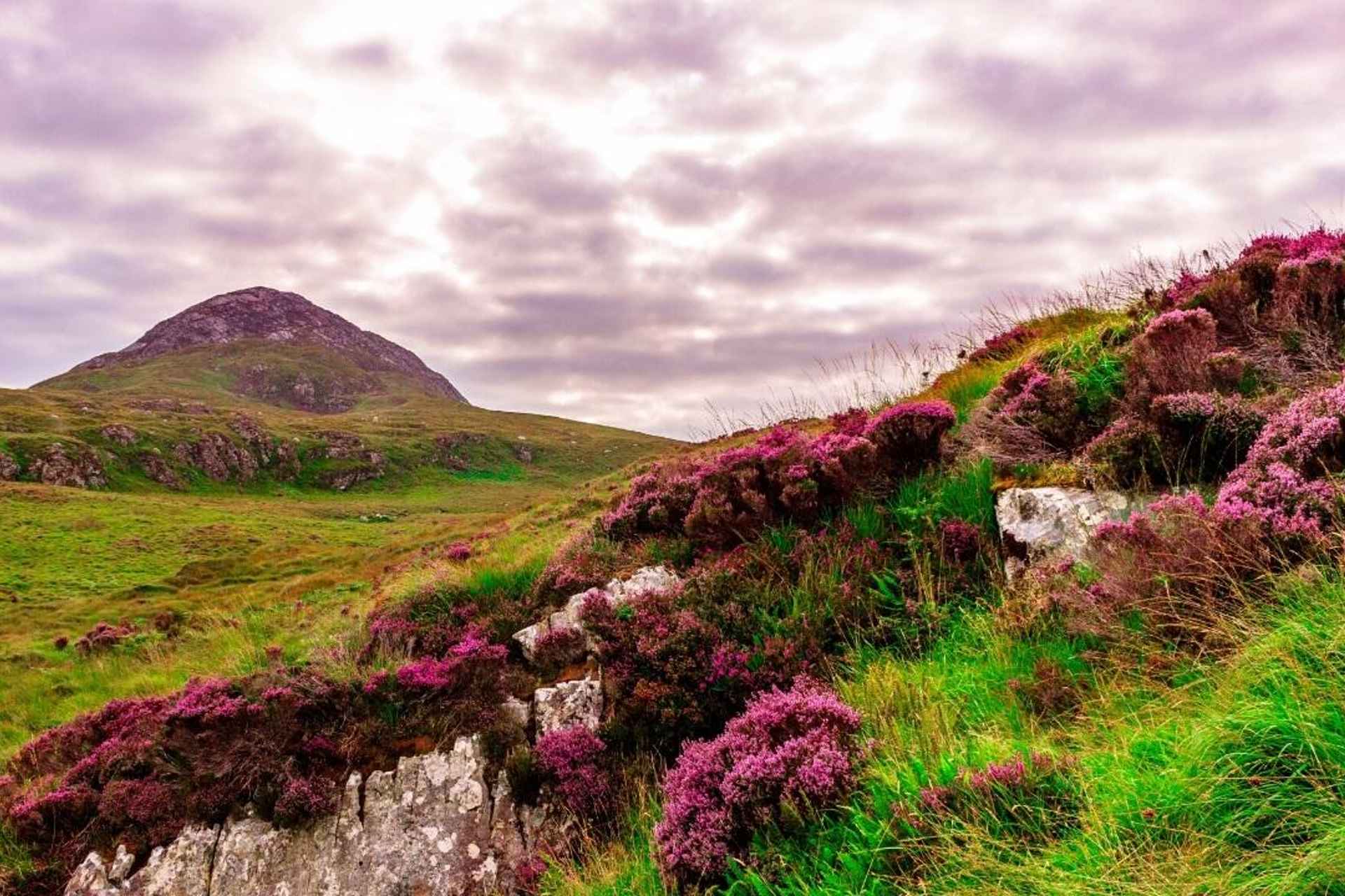 From Galway: Connemara, Kylemore Abbey or National Park Tour | Guide to ...