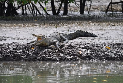 Costa Rica Mangrove Tour: Terraba National Wetlands - Uvita | GetYourGuide