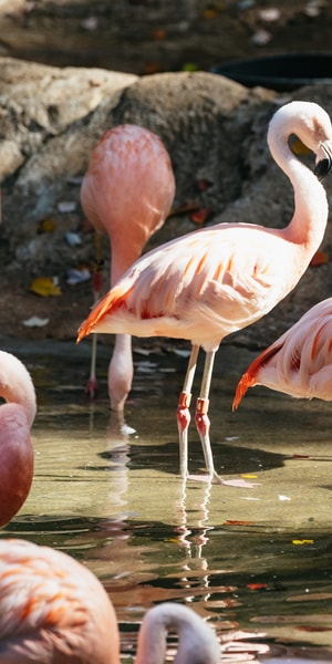 Atlanta: Zoo Atlanta General Admission Ticket | GetYourGuide