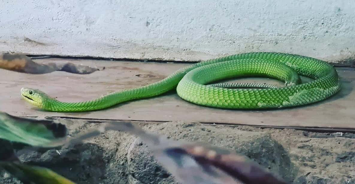 SNAKE PARK DAY TOUR | GetYourGuide