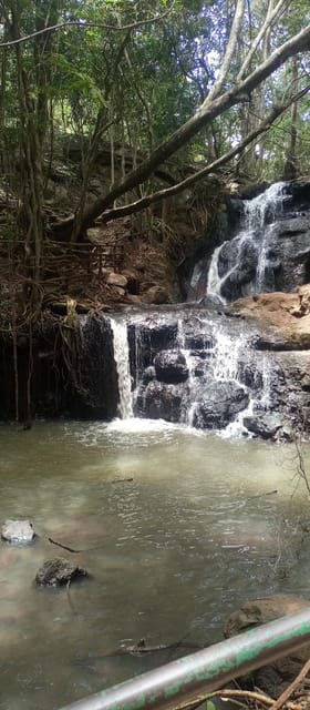 Karura forest: A walking tour into Nairobi's Nature Oasis | GetYourGuide