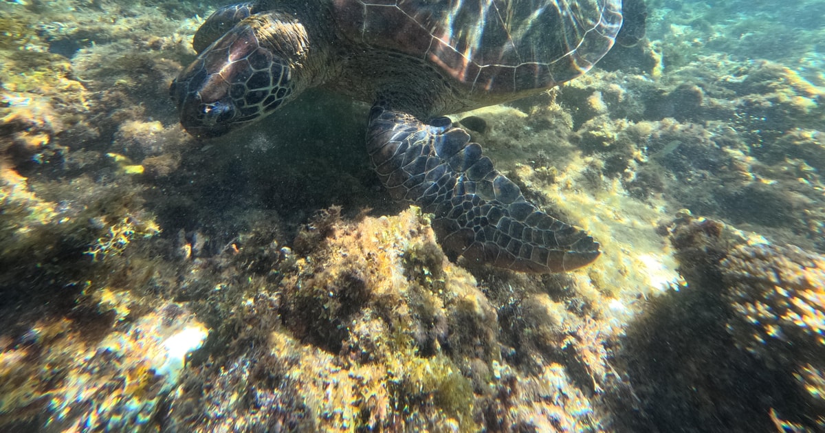 Bohol Isla PAMILACAN Avistamiento de Tortugas y Delfines | GetYourGuide