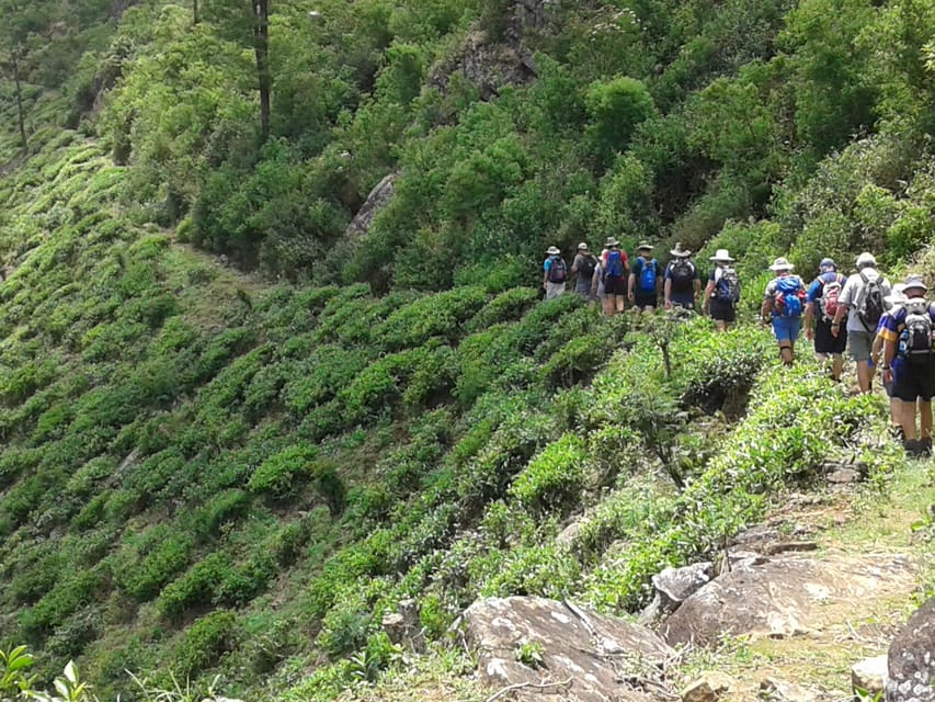Sri Lanka Holidays with one week trekking the pekoe trail | GetYourGuide