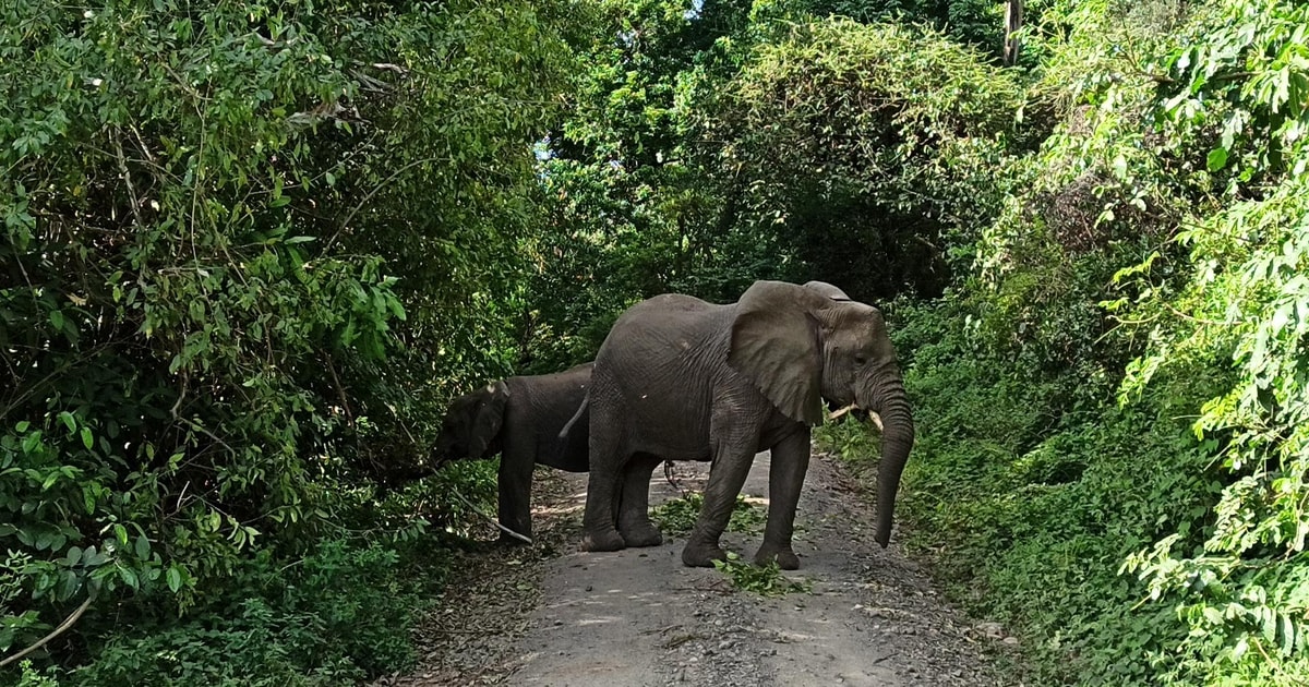 Oeganda: 4-daagse safari naar het Murchison Falls National Park ...