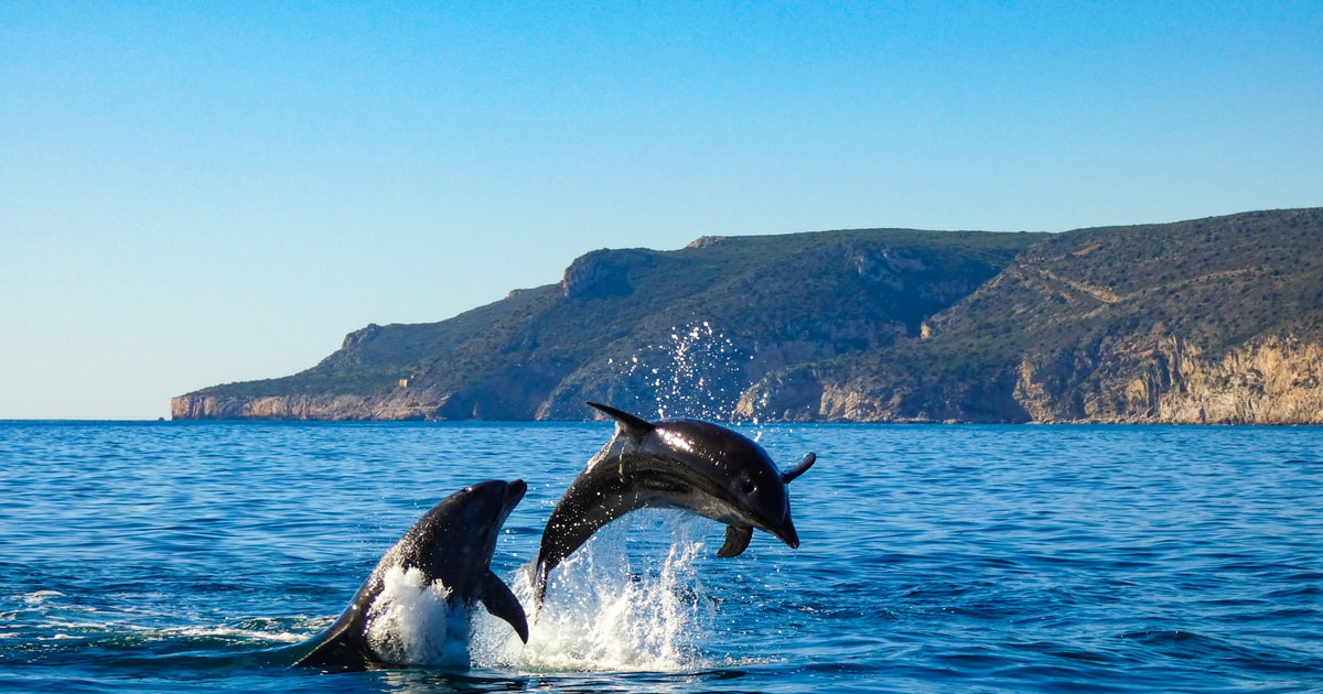 Sesimbra:Private Dolphin Watching Tour Arrábida Natural Park | GetYourGuide