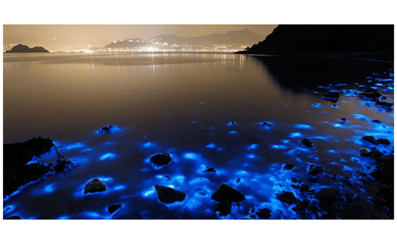 Luminous Lagoon Night Tour | GetYourGuide