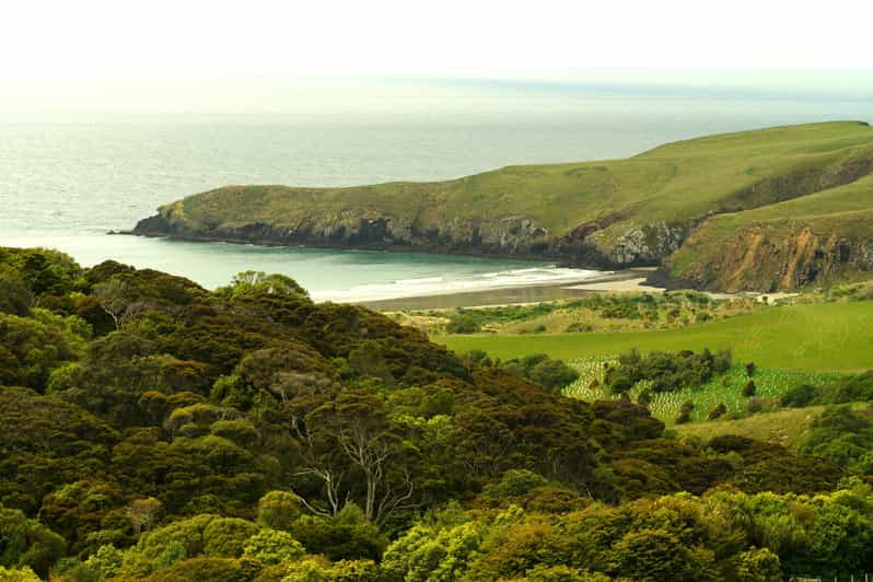 Dunedin: Wildlife and Penguin Tour | GetYourGuide
