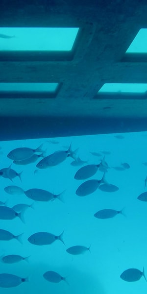 Glass bottom boat trip/ 2 Hours/ Cultural tour/ Swim allowed | GetYourGuide