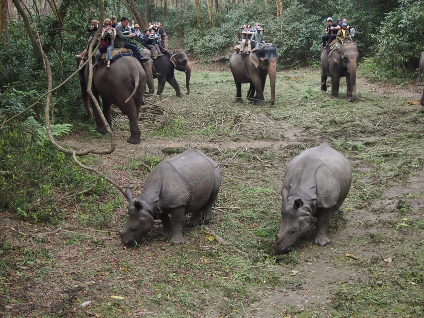 Chitwan National Park Safari | GetYourGuide