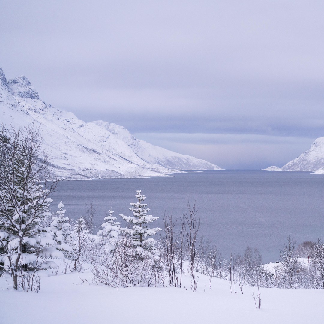 Von Tromsø: Fjordtour und Besuch von Sommarøy auf Deutsch | GetYourGuide
