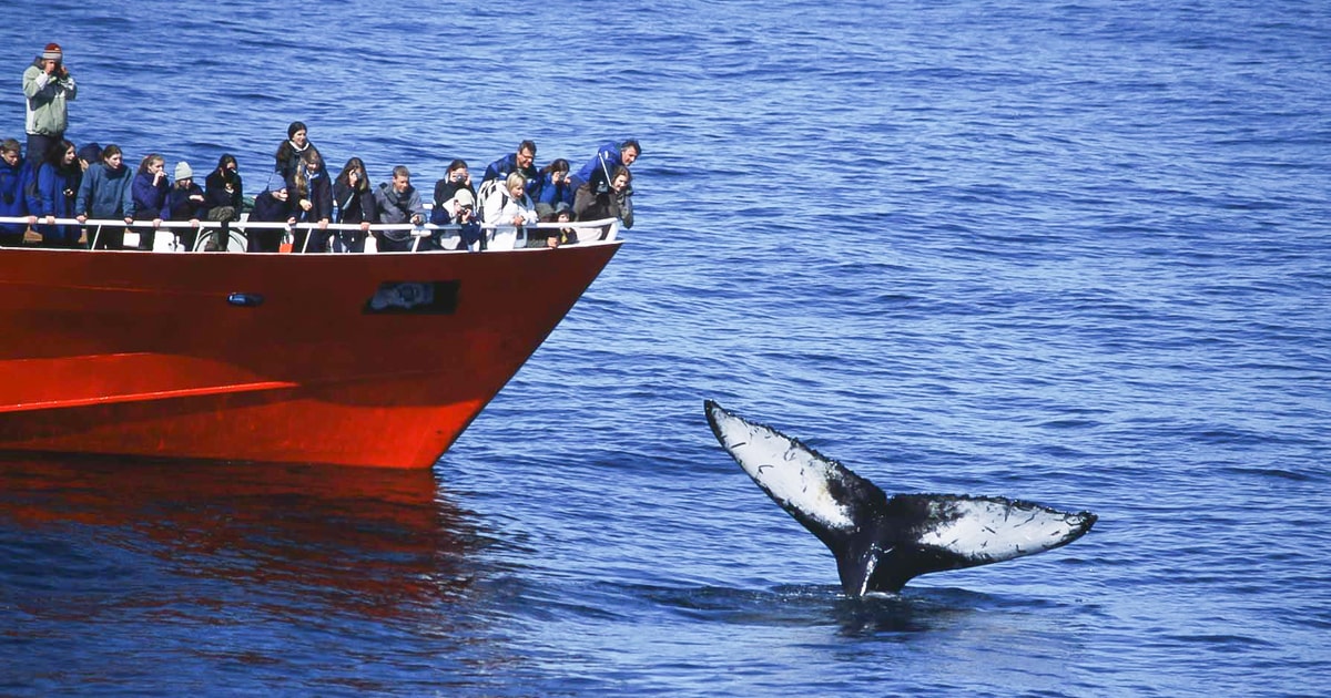 Reykjavik : l'excursion originale de 3 heures pour observer les baleines | GetYourGuide