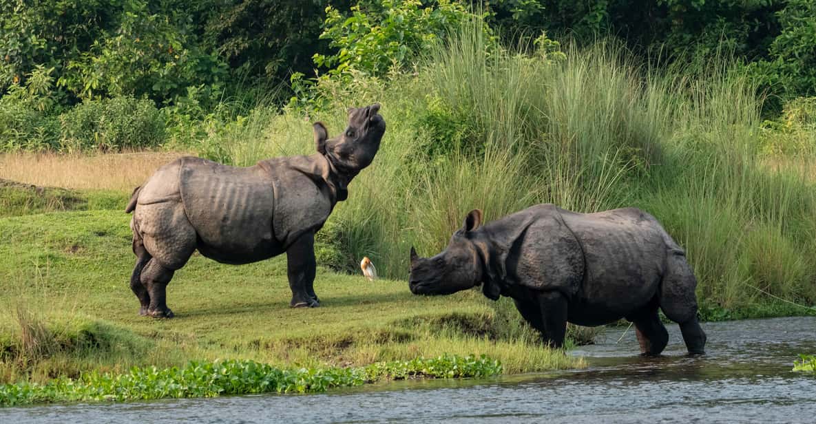 From Kathmandu/Pokhara: 3-Day Chitwan National Park Tour | GetYourGuide