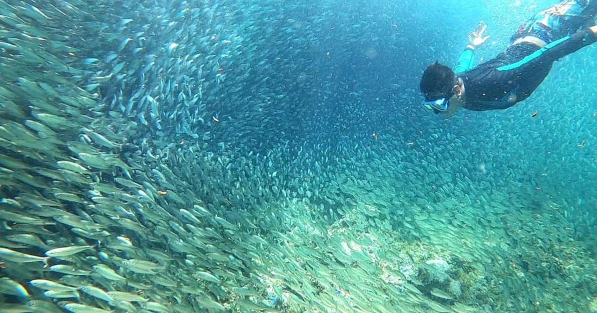 Moalboal: Sardine Run, Turtles and Pescador Island Hopping | GetYourGuide