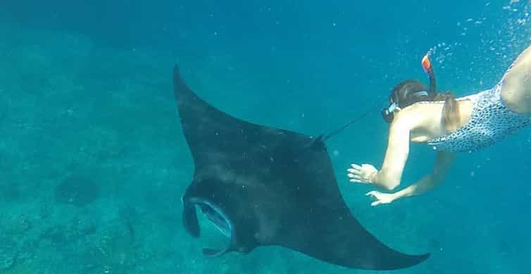 Nusa Penida: Guided Snorkel and Swim with Manta Rays Cruise | GetYourGuide