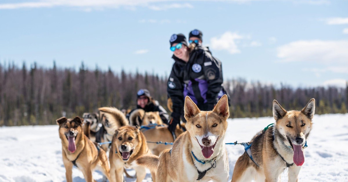 Anchorage: Dog Sled Ride in Willow with Transfers | GetYourGuide
