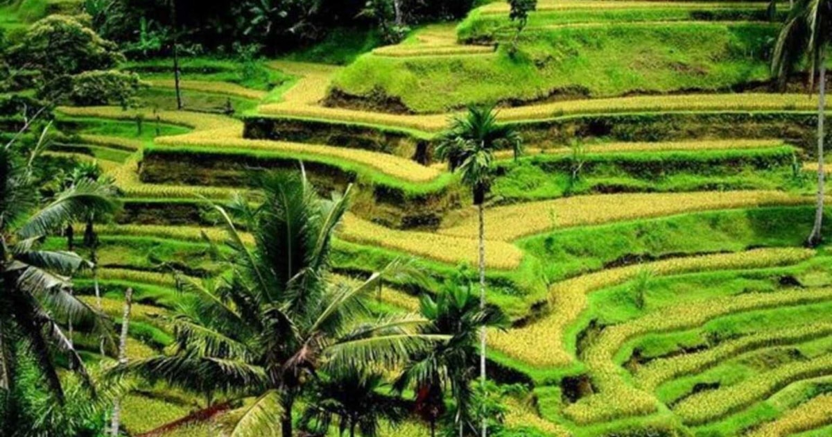 Bali: Private Ubud Highlights Tour with Customized Tour | GetYourGuide