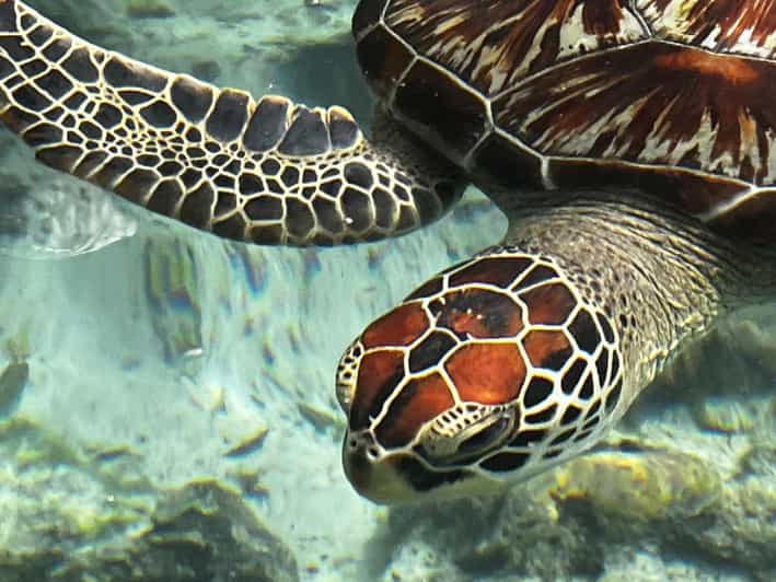 ZANZIBAR: SALAAM CAVE AQUARIUM SWIMMING WITH TURTLES | GetYourGuide