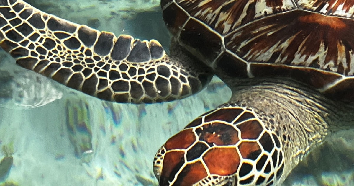 ZANZIBAR: SALAAM CAVE AQUARIUM SWIMMING WITH TURTLES | GetYourGuide