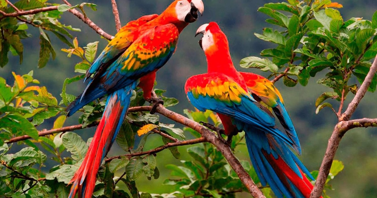 Desde Cusco | Excursión a la Selva del Manu 7D/6N | Maravillas del Manu ...