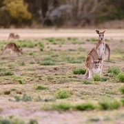 Gold Coast Hinterland Kangaroo & Mountain Views Day Tour | GetYourGuide