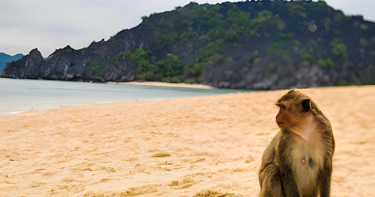 Koh Larn Monkey Beach Guided Tour with Jet Ski Ride | GetYourGuide