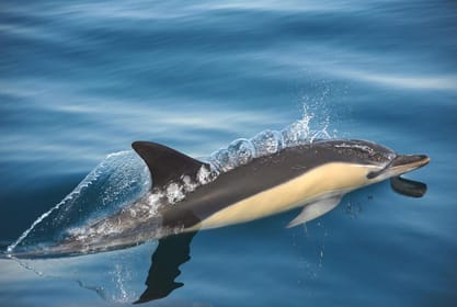 Setúbal: Dolphin-Watching Boat Tour | GetYourGuide