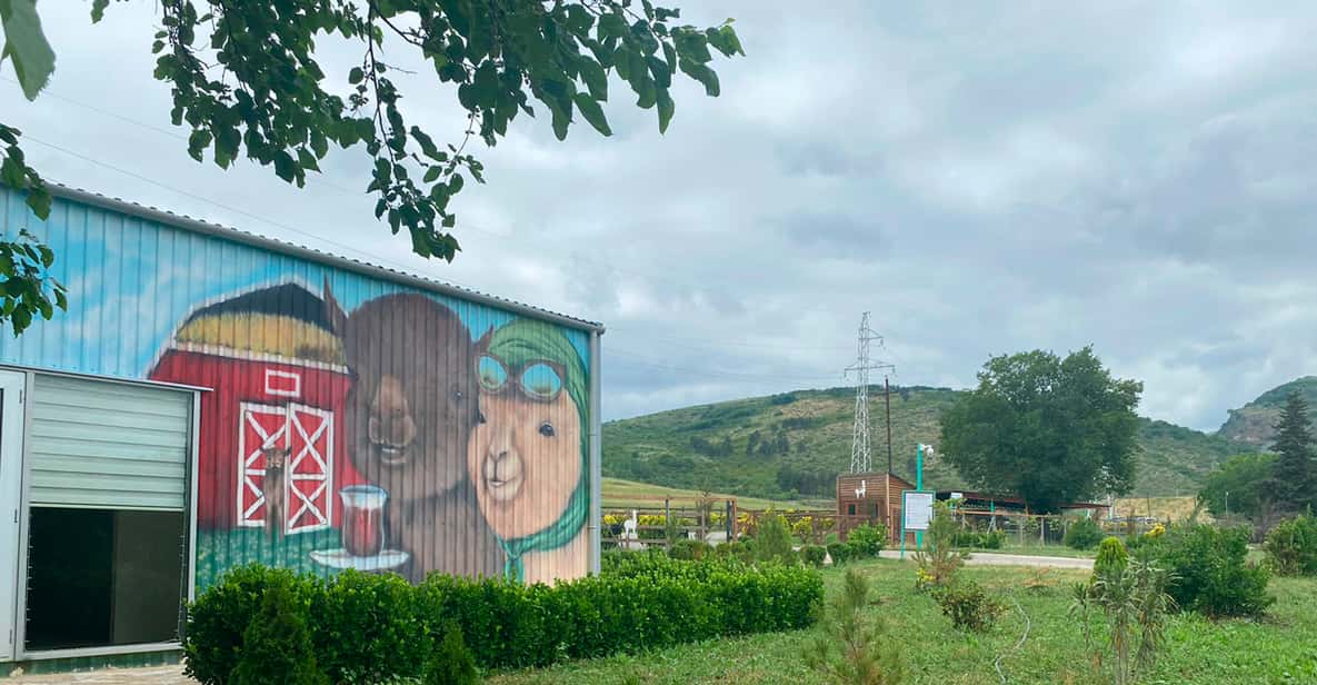 Alpaca farm in Shamakhi (Azerbaijan) 1 Day | GetYourGuide