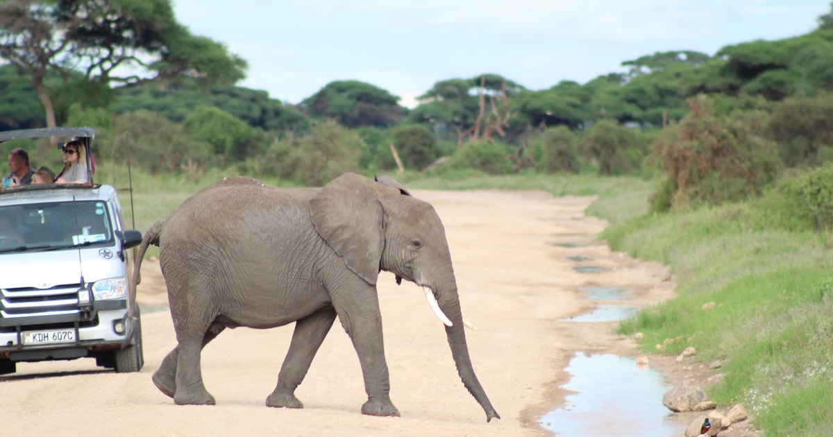 3 Tage Amboseli Private Safari | GetYourGuide