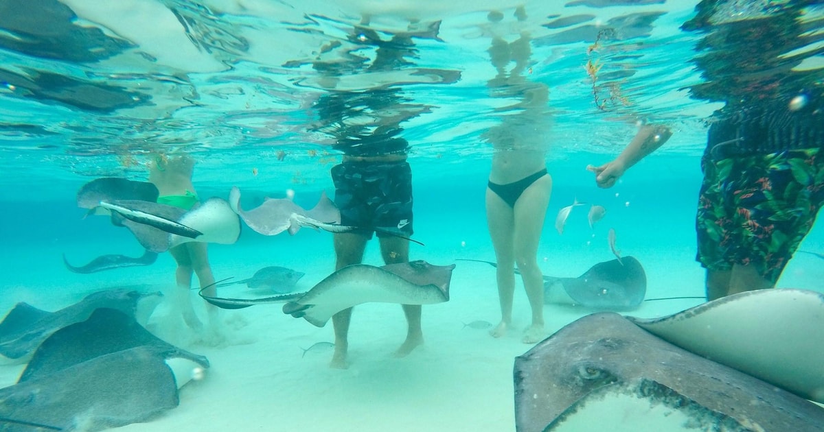 STINGRAY CITY SAND BAR HALF DAY PRIVATE BOAT TOUR | GetYourGuide
