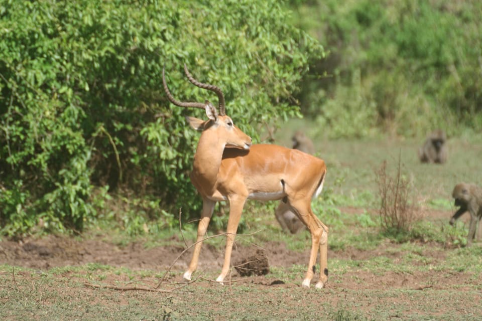 5-dniowe safari z migracją antylop gnu Serengeti w 2024-2025 r. | GetYourGuide