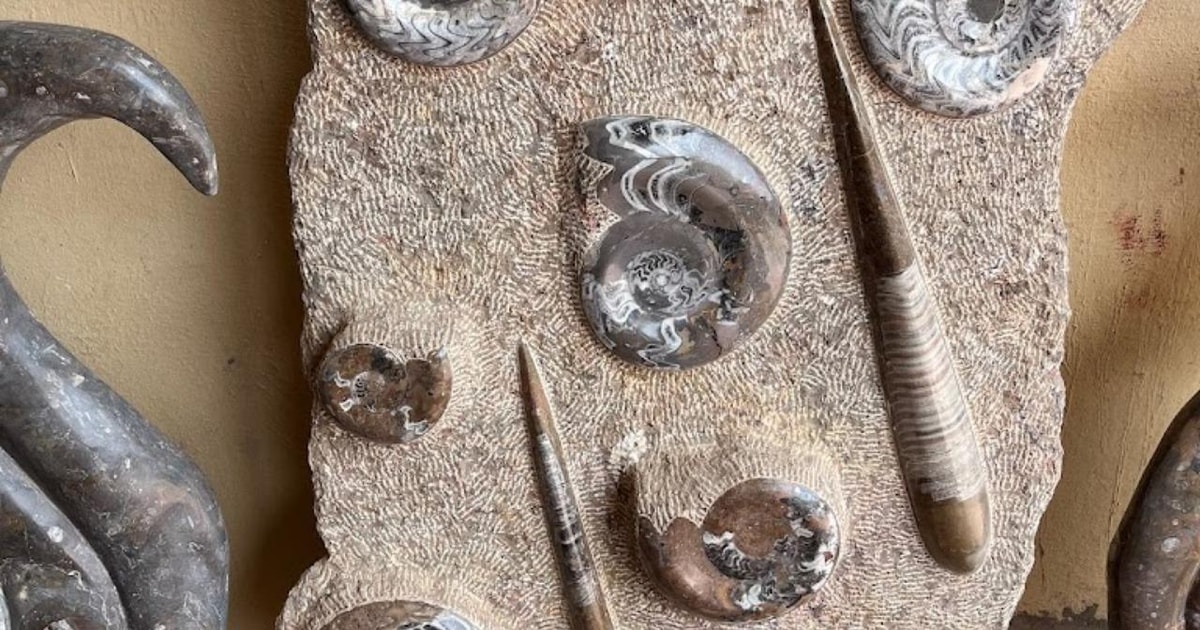 Fossil Hunting & Shopping Tour in Erfoud | GetYourGuide