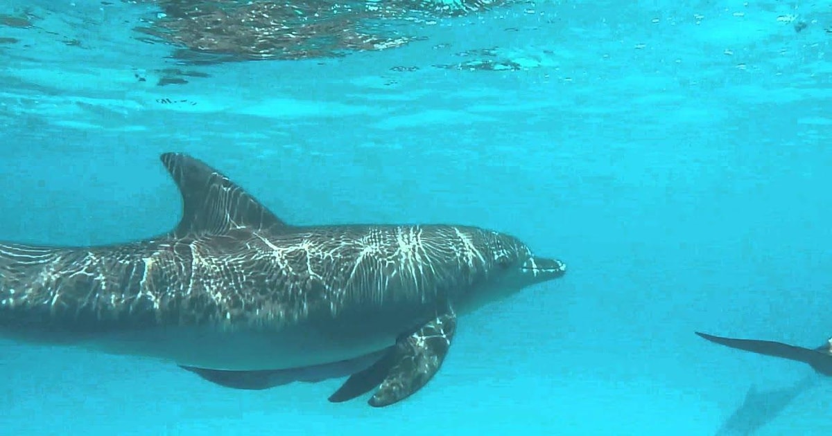 Dolphins Tour and Swimming with turtle in Aquarium and Lunch | GetYourGuide