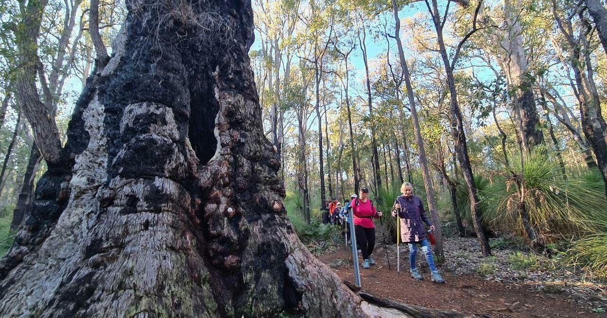 Perth: Kitty's Gorge Waterfall Hike | GetYourGuide