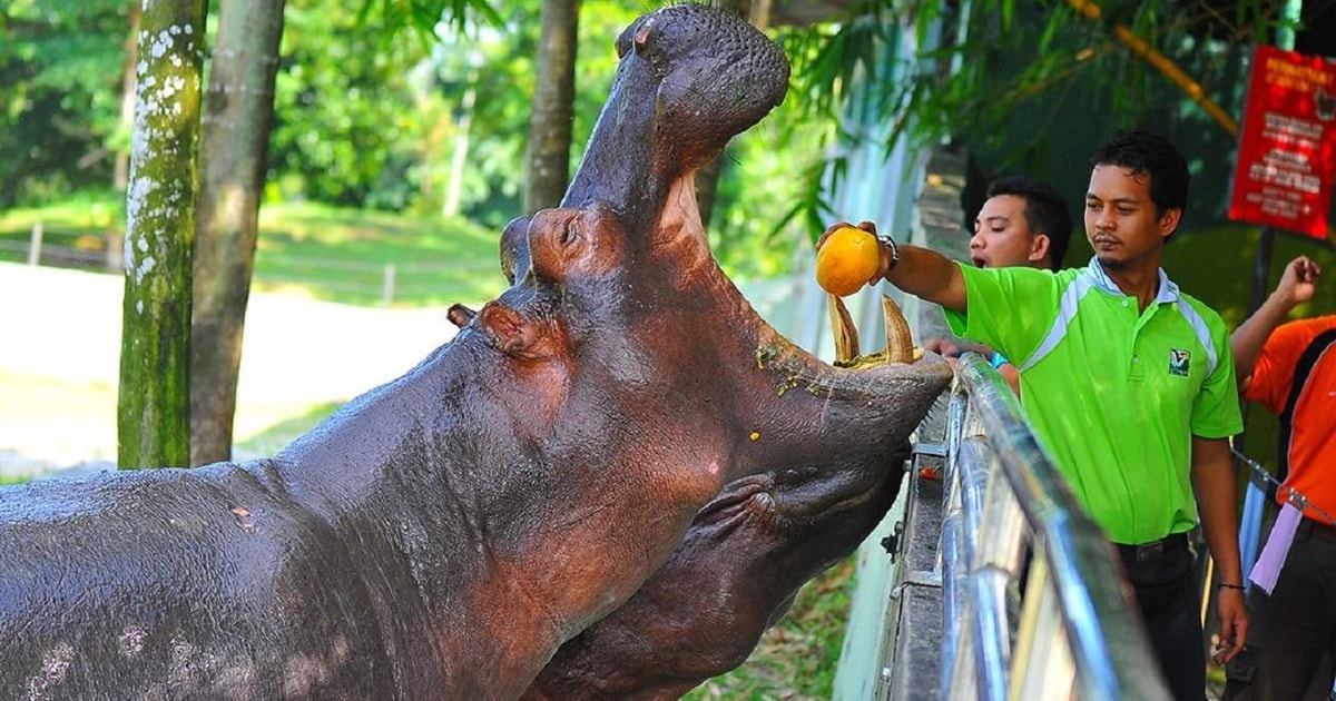 Selangor: Paya Indah Discovery Wetlands a Gamuda Cove | GetYourGuide