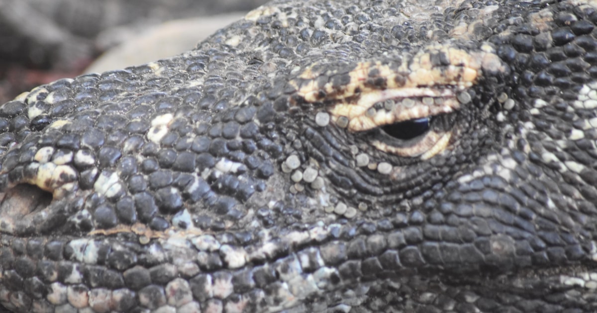 Pacchetti turistici per l'isola di Komodo | GetYourGuide