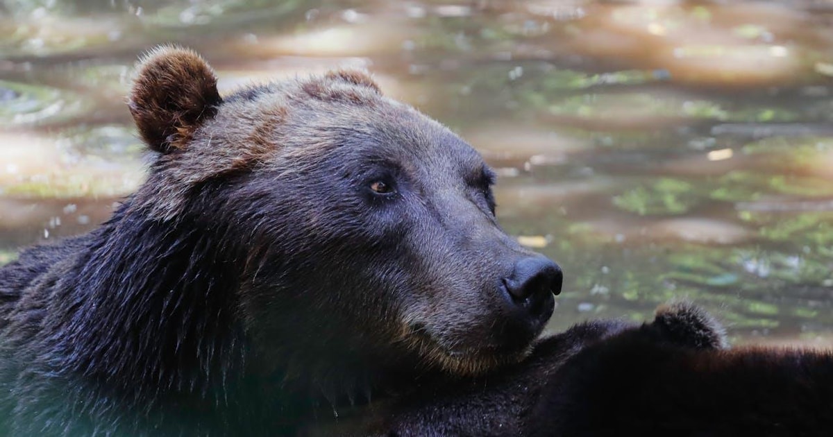 From Delhi: Taj Mahal Sunrise and Bear Rescue Center Trip | GetYourGuide