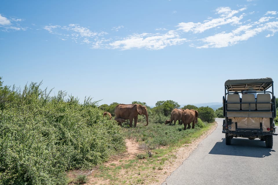 Hankey: Addo Elephant Park Guided Photo Safari with Lunch | GetYourGuide