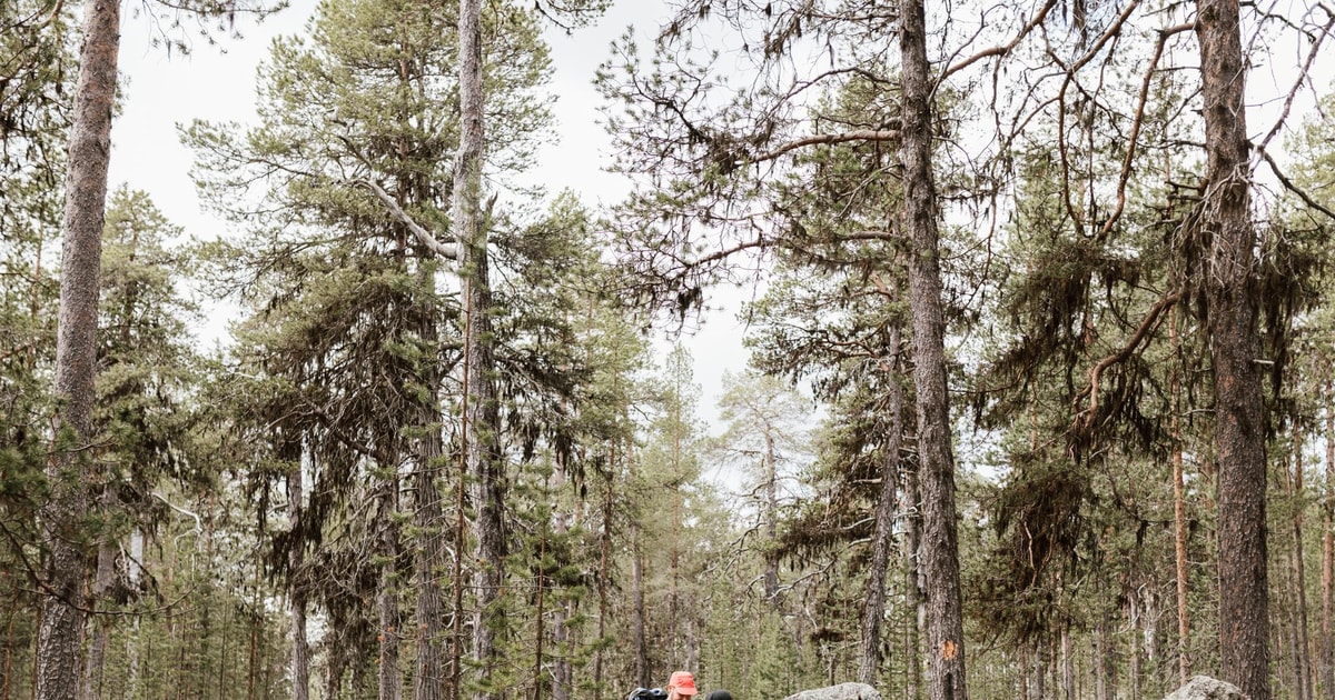 Saariselkä: Muotka-Wanderung | GetYourGuide