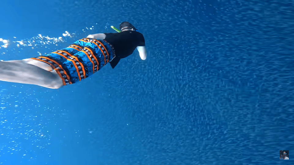 Cebu:Whale Shark Encounter &Moalboal Sardines &Turtle Thrill | GetYourGuide