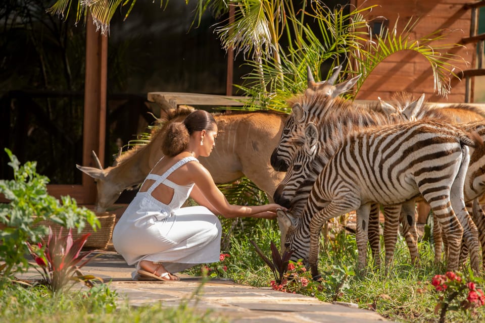 Chemka Hotsprings and Serval wildlife Private Day Trip | GetYourGuide