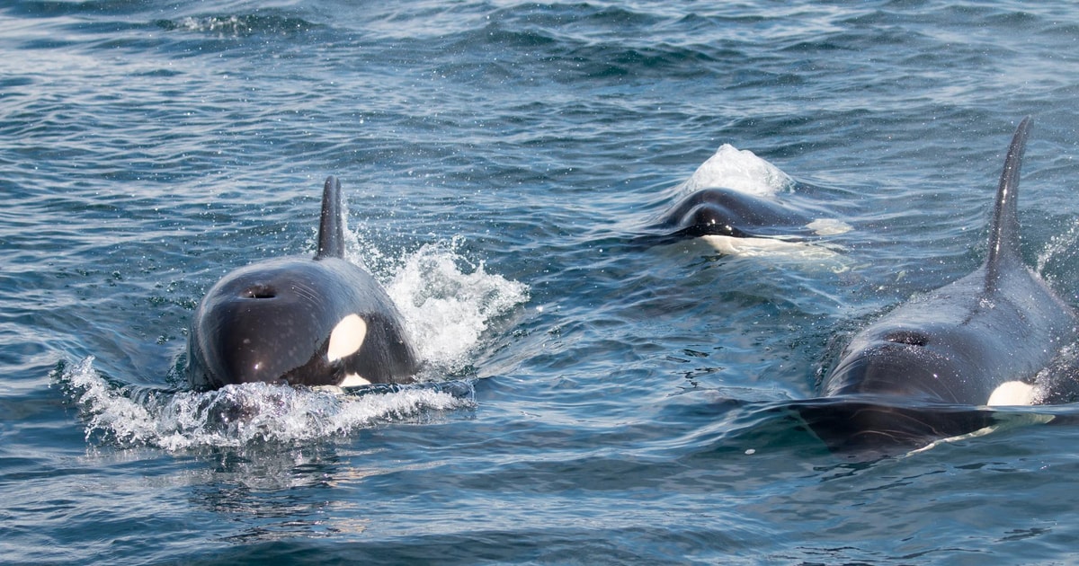 Ocean Safari in La Ventana BCS | GetYourGuide