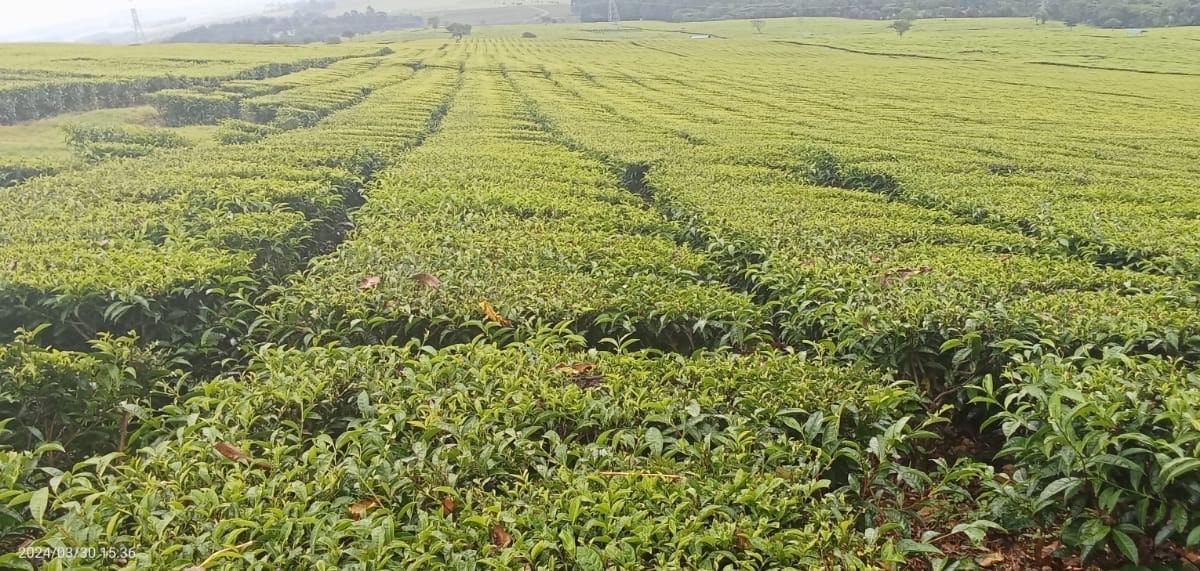 Kenyan Tea farm Tour | GetYourGuide