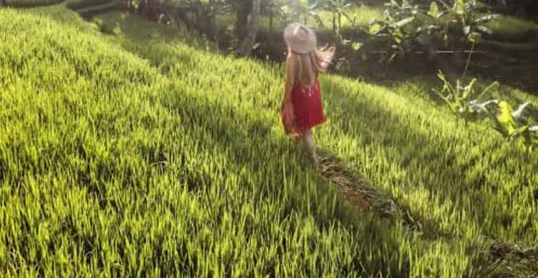 Ubud: Rice Terrace, Water Temple And Waterfall Private Tours | GetYourGuide