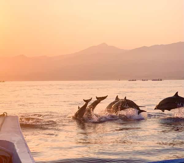 North Bali : Lovina Dolphins and Ulun Danu Temple | GetYourGuide