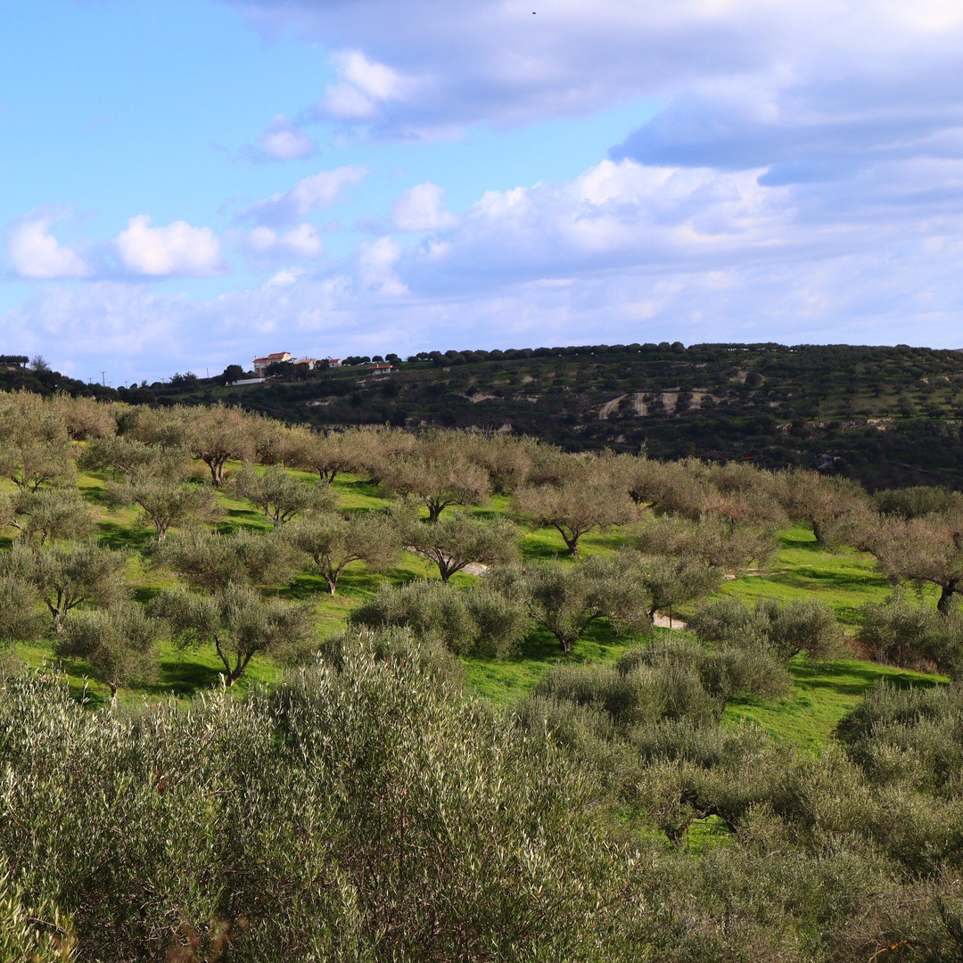 Heraklion: Olive Farm Tour with Tasting of Local Delicacies | GetYourGuide