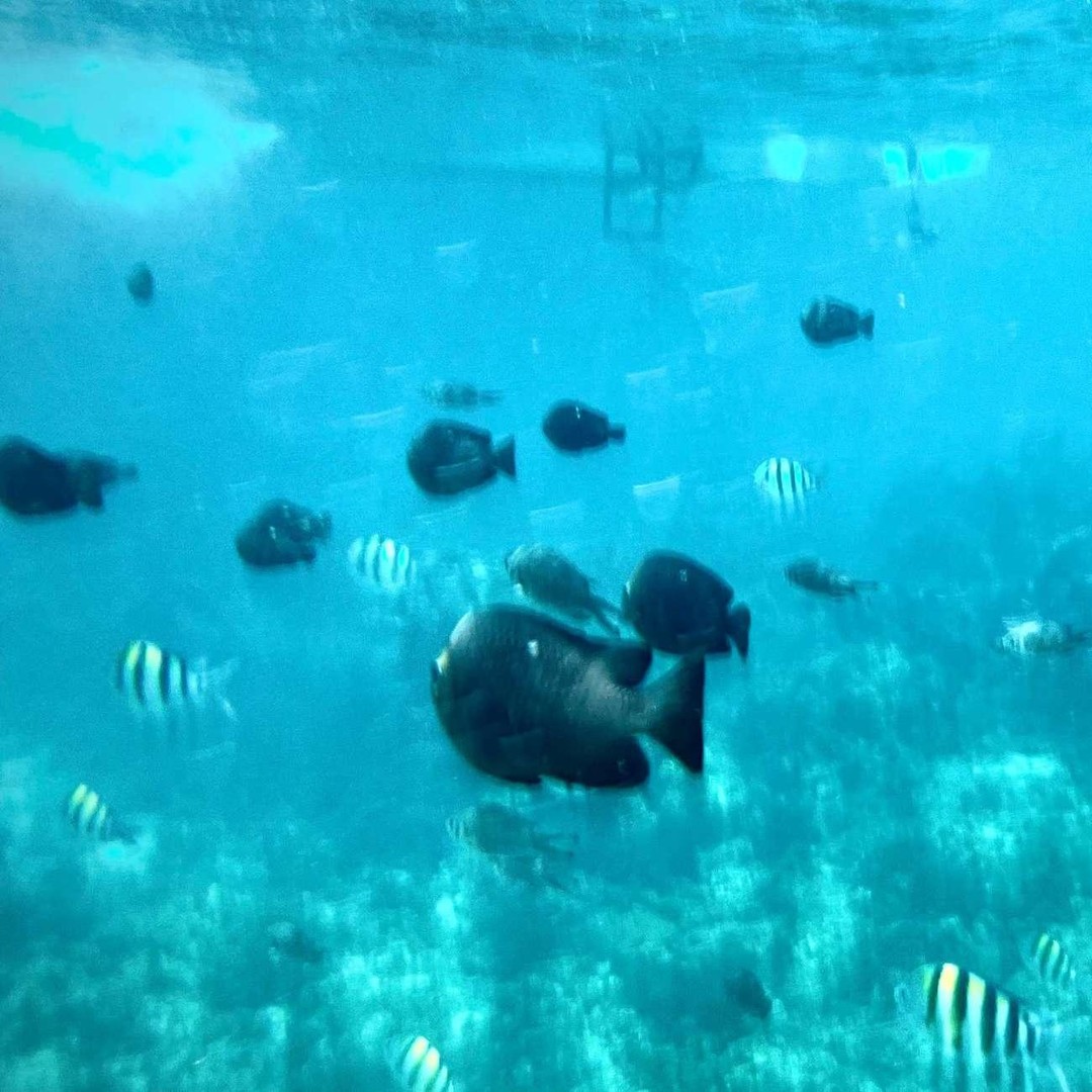 Zanzibar: Pungume island snorkeling and Sandbank with Lunch | GetYourGuide