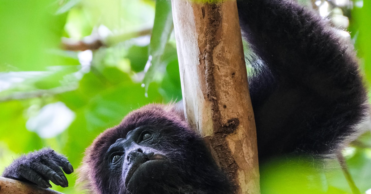 Nariva Swamp: Monkey Viewing Experience | GetYourGuide