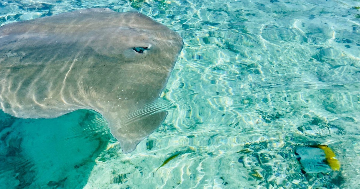 Bora Bora : Journée de safari sur le lagon et déjeuner sur un motu - ST ...