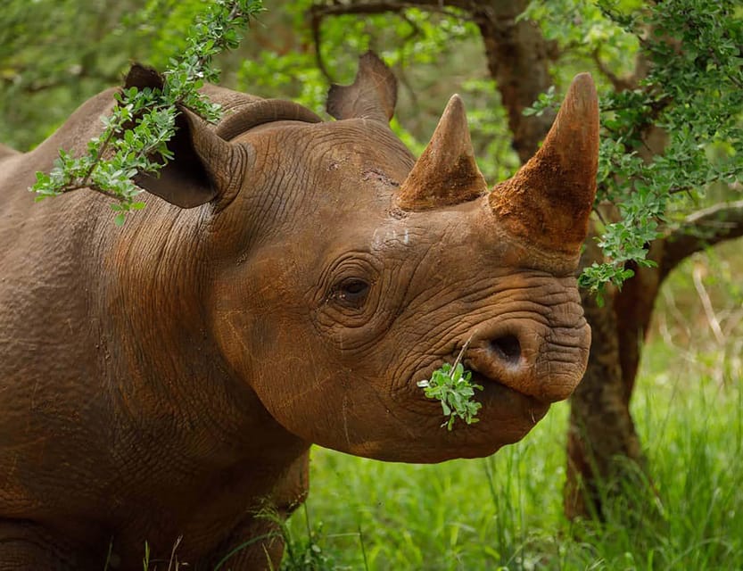 8 Days Kenya: Bush & Beach Safari Amboseli,Tsavo East &Diani | GetYourGuide