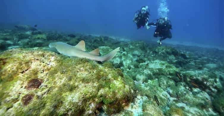 Florianópolis: Scuba Diving with Round Trip Transportation | GetYourGuide